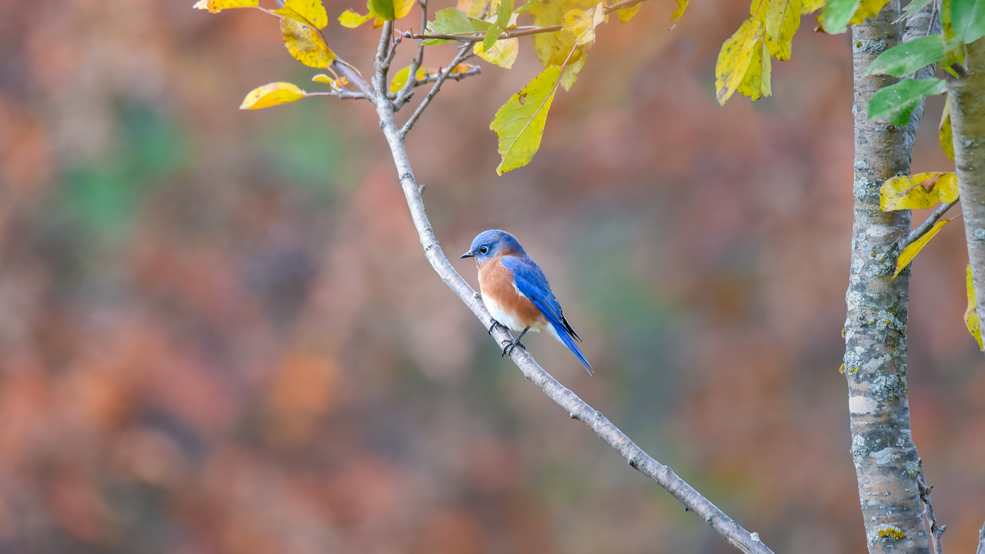 Bluebird of Happiness - Scenic Vibe Photography