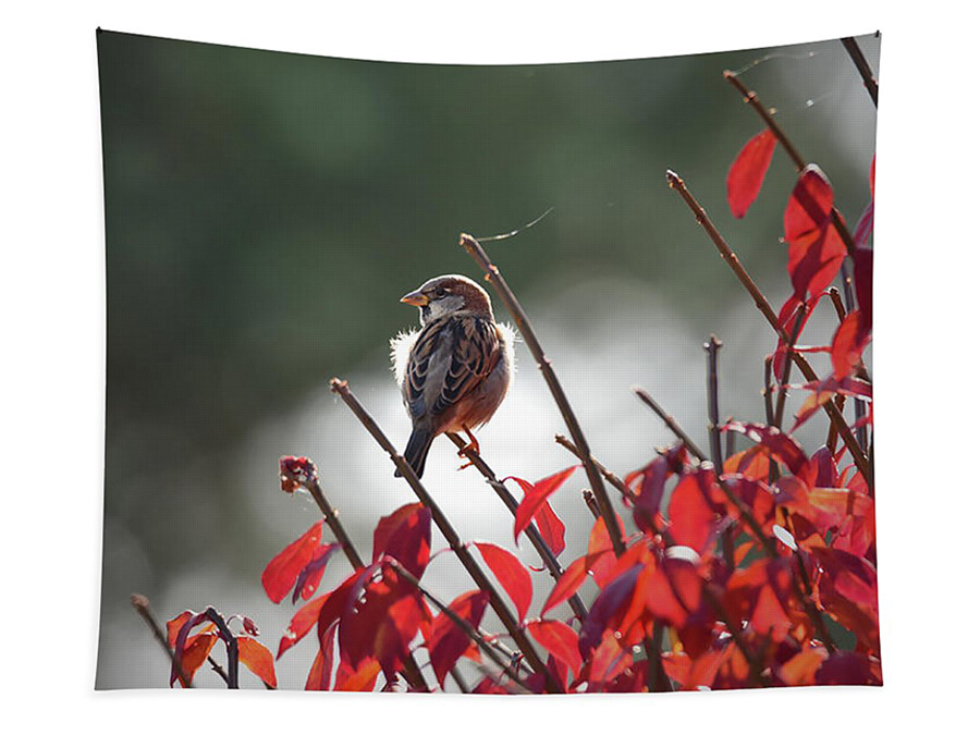 Tapestries - Scenic Vibe Photography